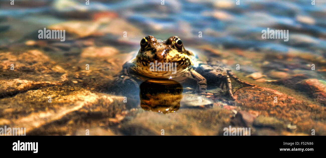 Submerged Frog Staring Straight Into The Camera Stock Photo - Alamy