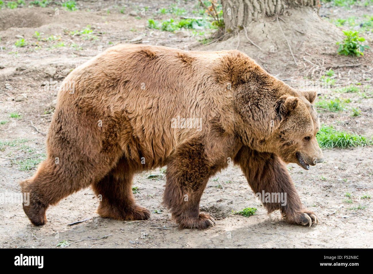 The Brown Bear Is A Large Bear Distributed Across Much Of Northern ...