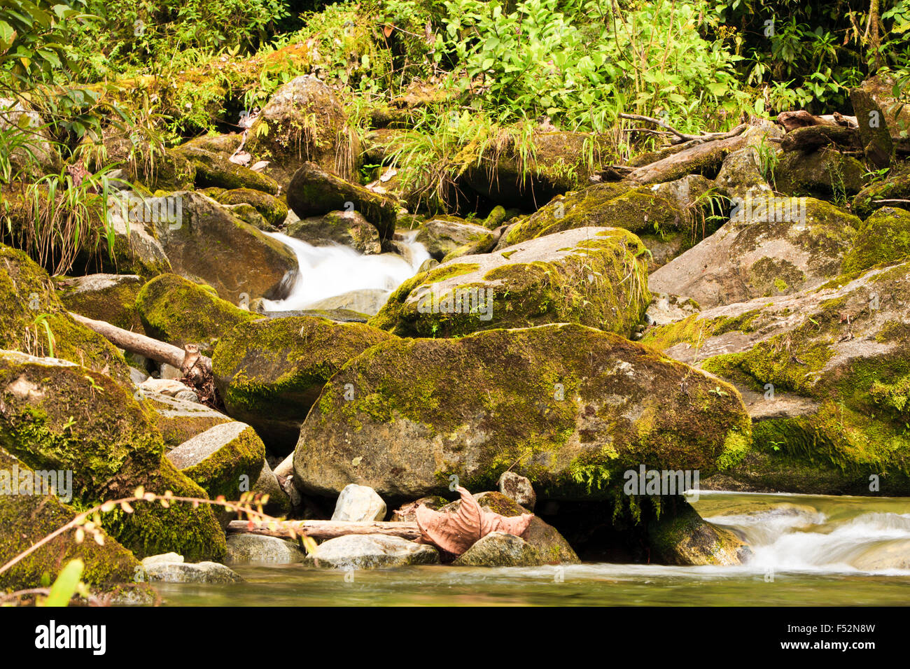 Nature Backgrounds Rocks And Plant In Subtropical Environments Stock ...