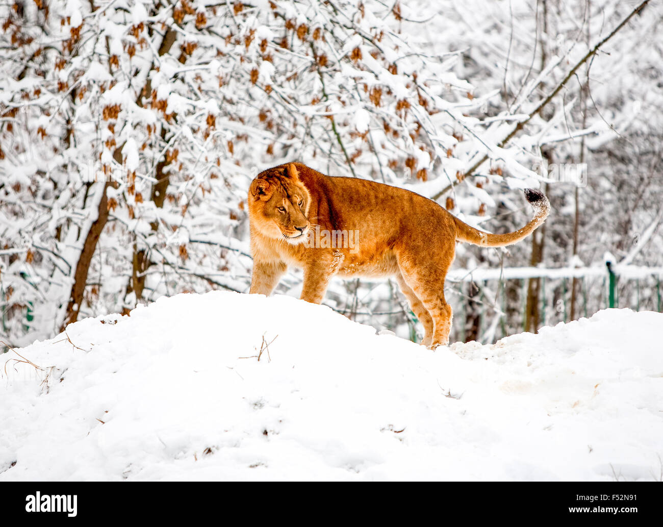Lioness snow hi-res stock photography and images - Alamy