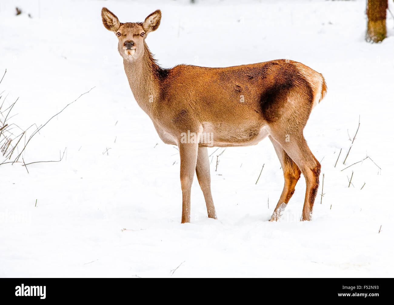 Deer Looking Carefully Straight Into Camera Stock Photo - Alamy