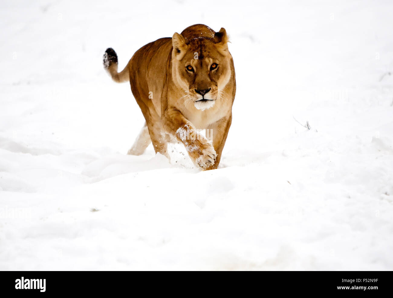 White lioness rare lion hi-res stock photography and images - Alamy