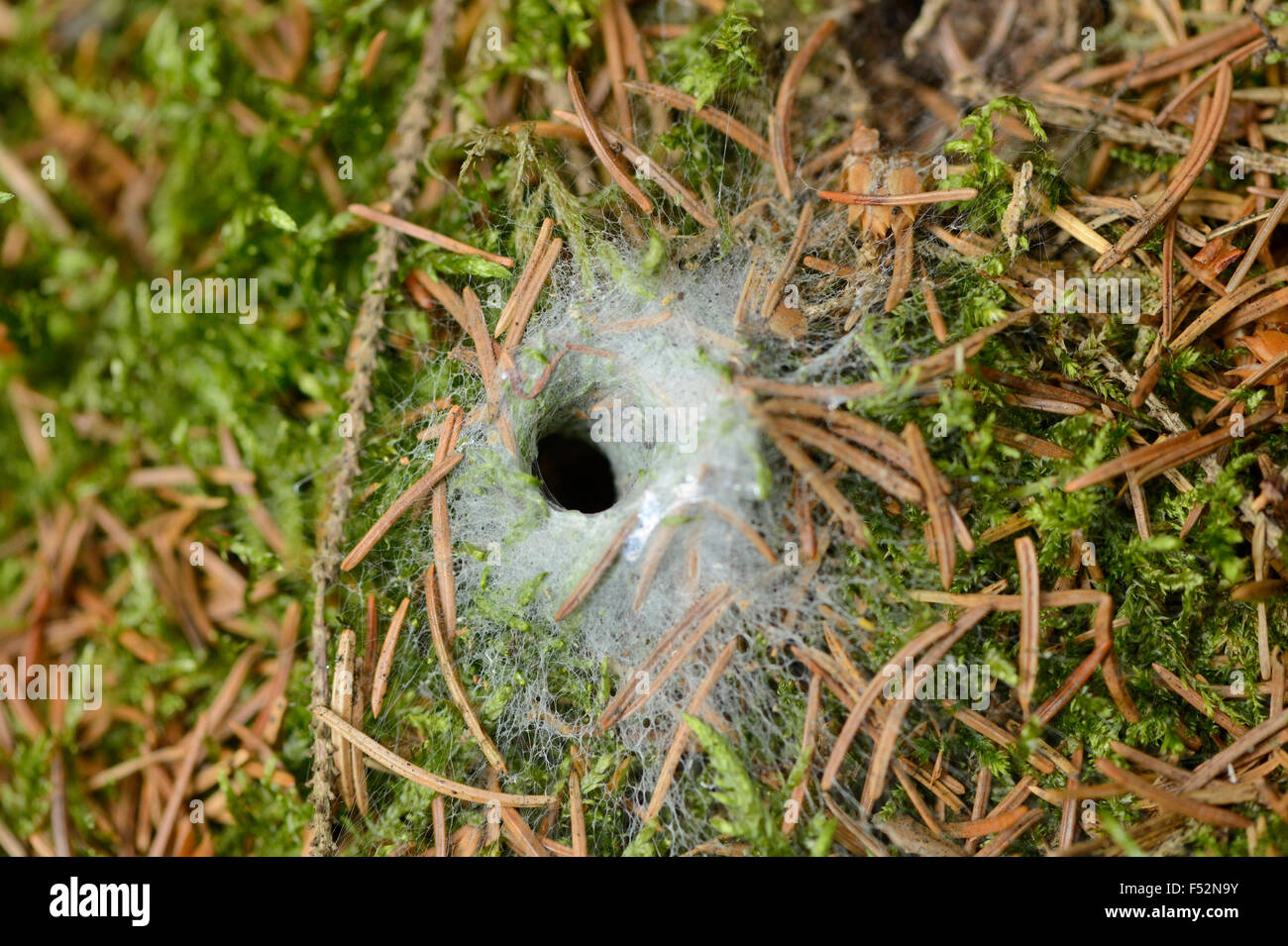 Cave of spider, tube web, forest floor, close-up Stock Photo - Alamy