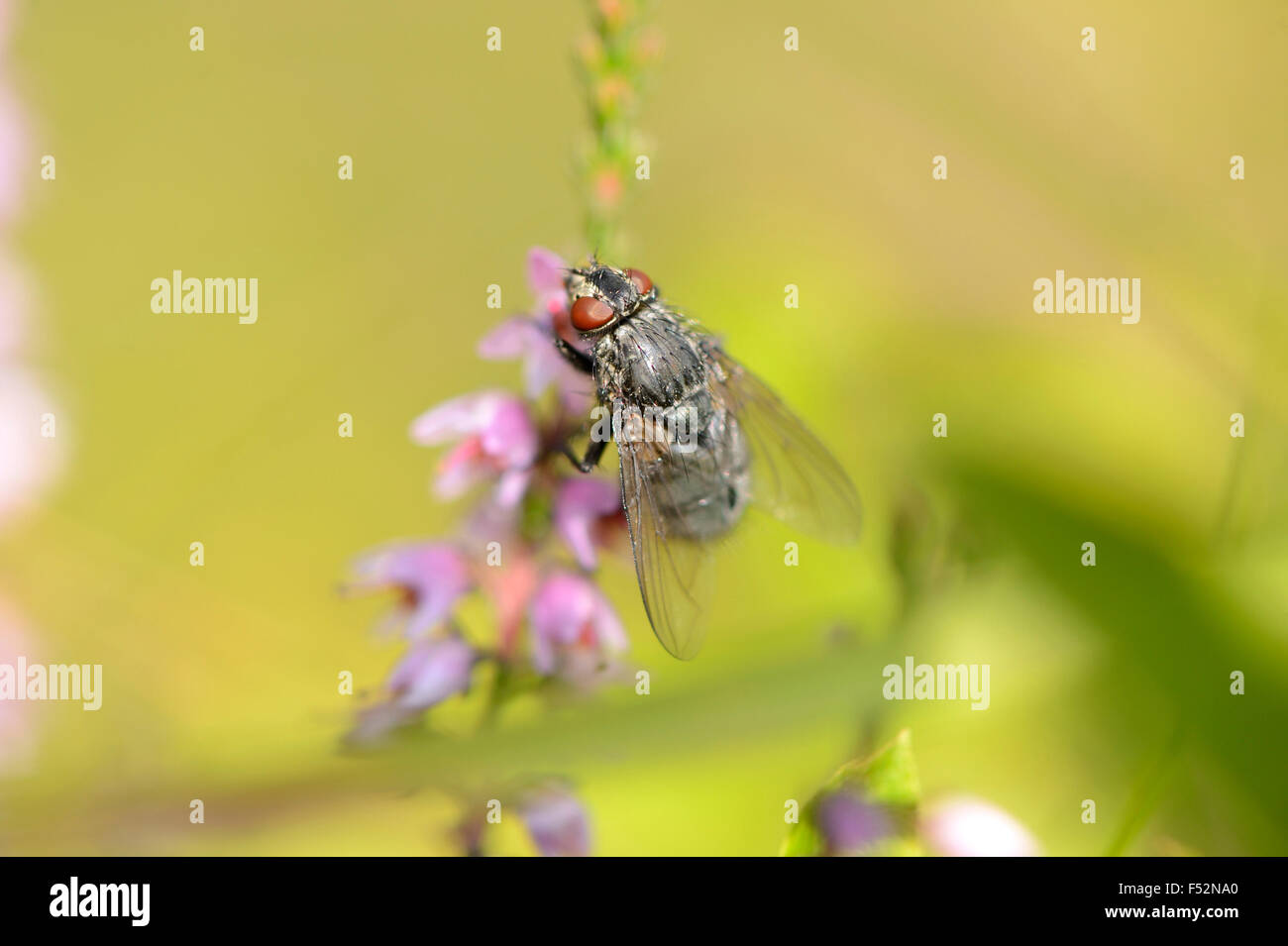 common flesh fly, Sarcophaga carnaria, blossom, sitting Stock Photo - Alamy