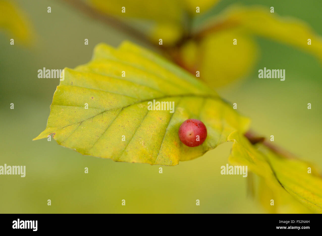 Mikiola Fagi High Resolution Stock Photography and Images - Alamy