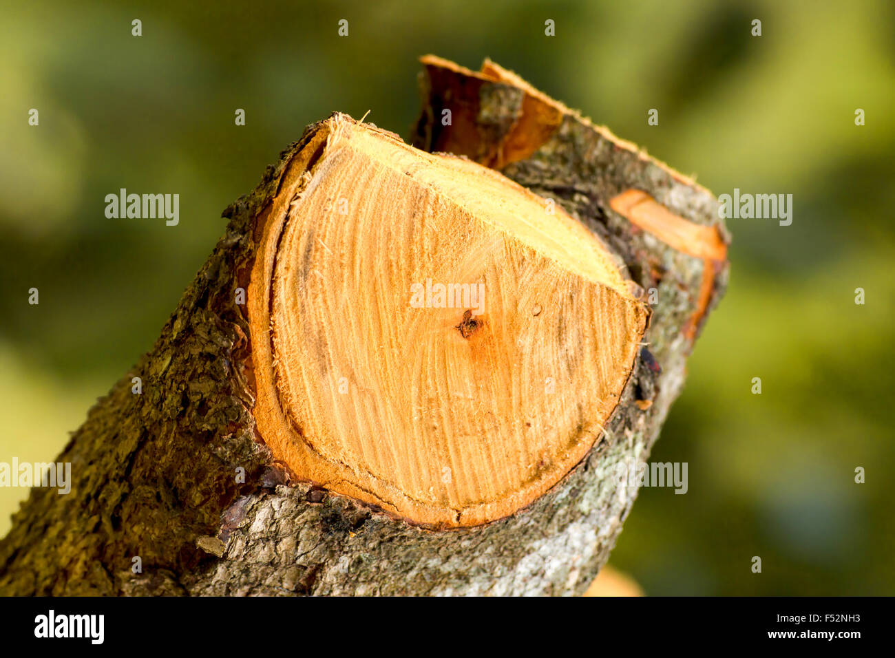 Close up avocado tree bark hi-res stock photography and images - Alamy