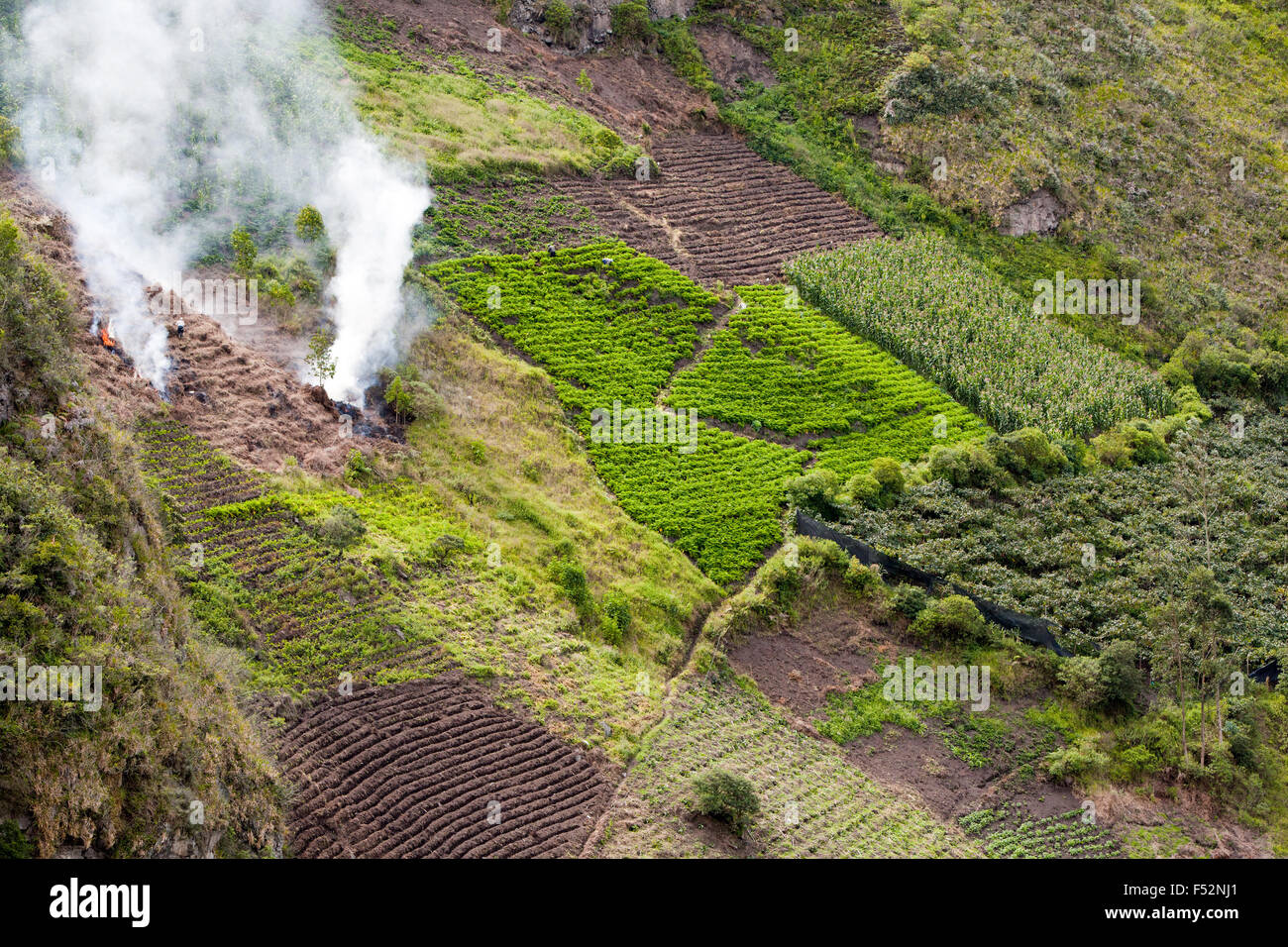 Farming Scene In The Ecuadorian Highlands Stock Photo - Alamy