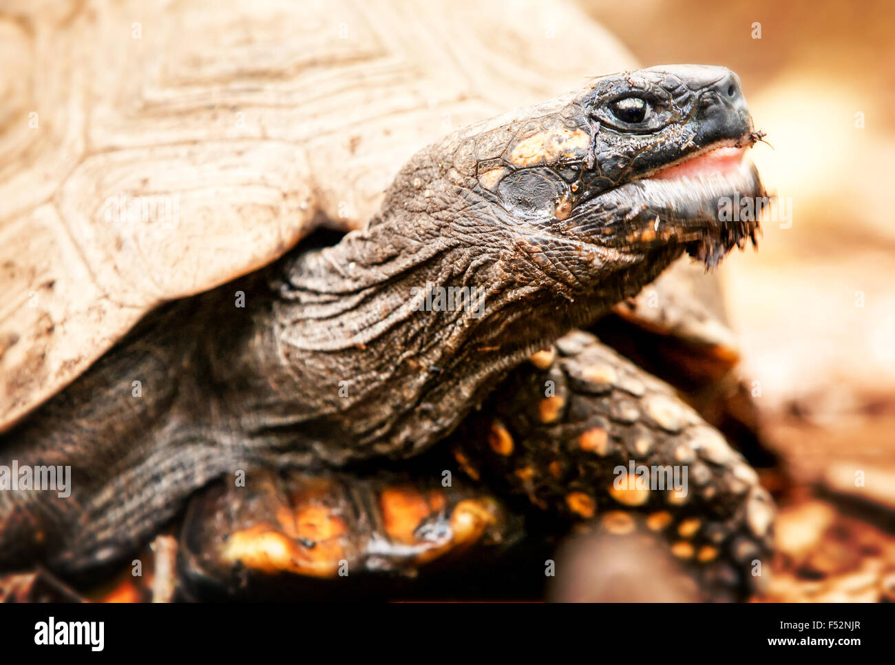 Brazilian tortoise hi-res stock photography and images - Alamy