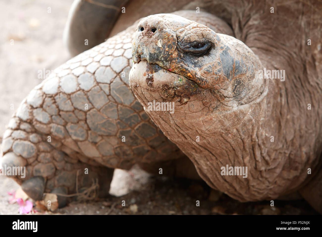Galapagos Giant Tortoise Is The Largest Living Species Of Tortoise ...