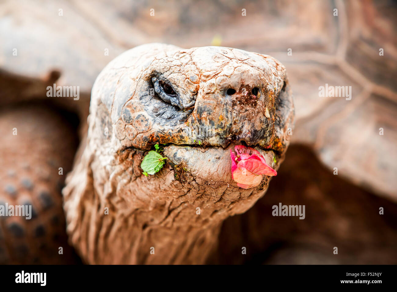 Galapagos Giant Tortoise Is The Largest Living Species Of Tortoise ...