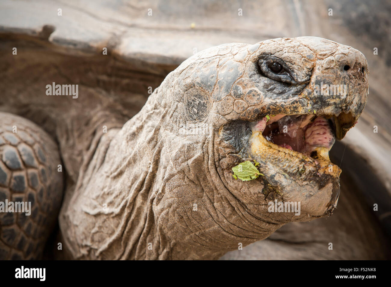 Galapagos Giant Tortoise Is The Largest Living Species Of Tortoise ...