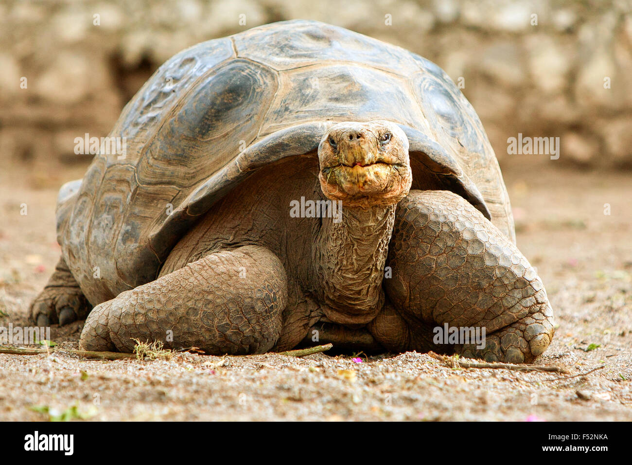 Galapagos Giant Tortoise Is The Largest Living Species Of Tortoise ...