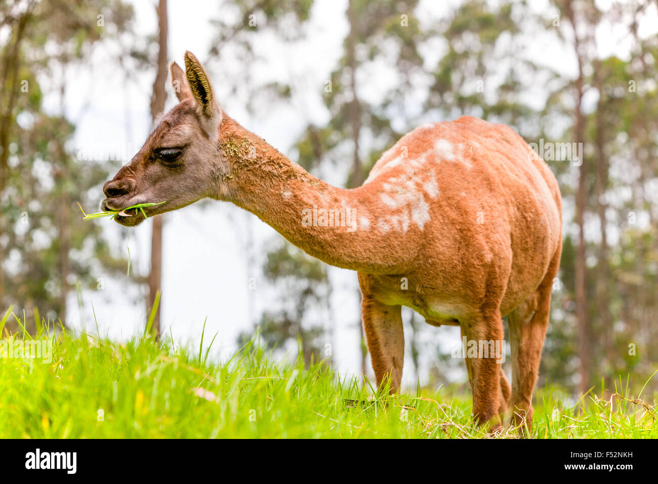 The Llama Is A South America Camelid Widely Used As A Pack And Meat ...