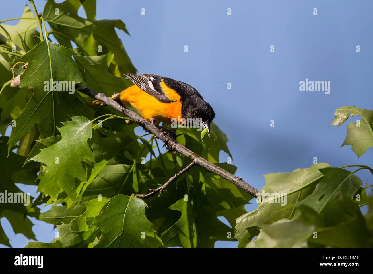 Baltimore oriole - male Stock Photo - Alamy
