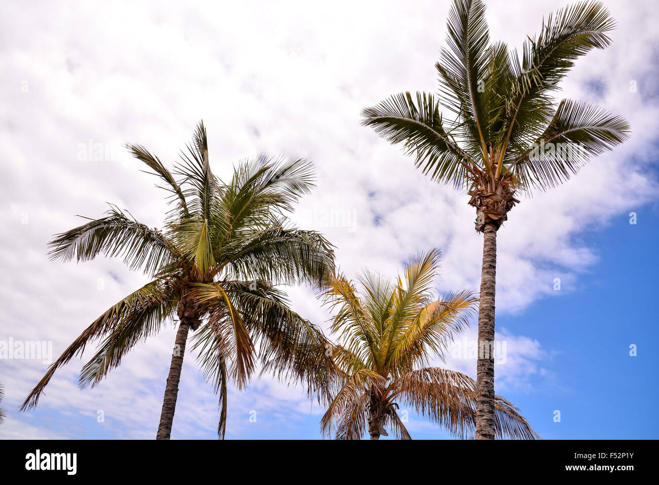 Green Palm Canarian Tree Stock Photo - Alamy