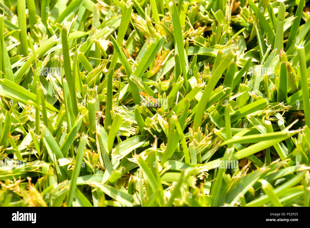 Green Grass Pattern Texture Stock Photo - Alamy