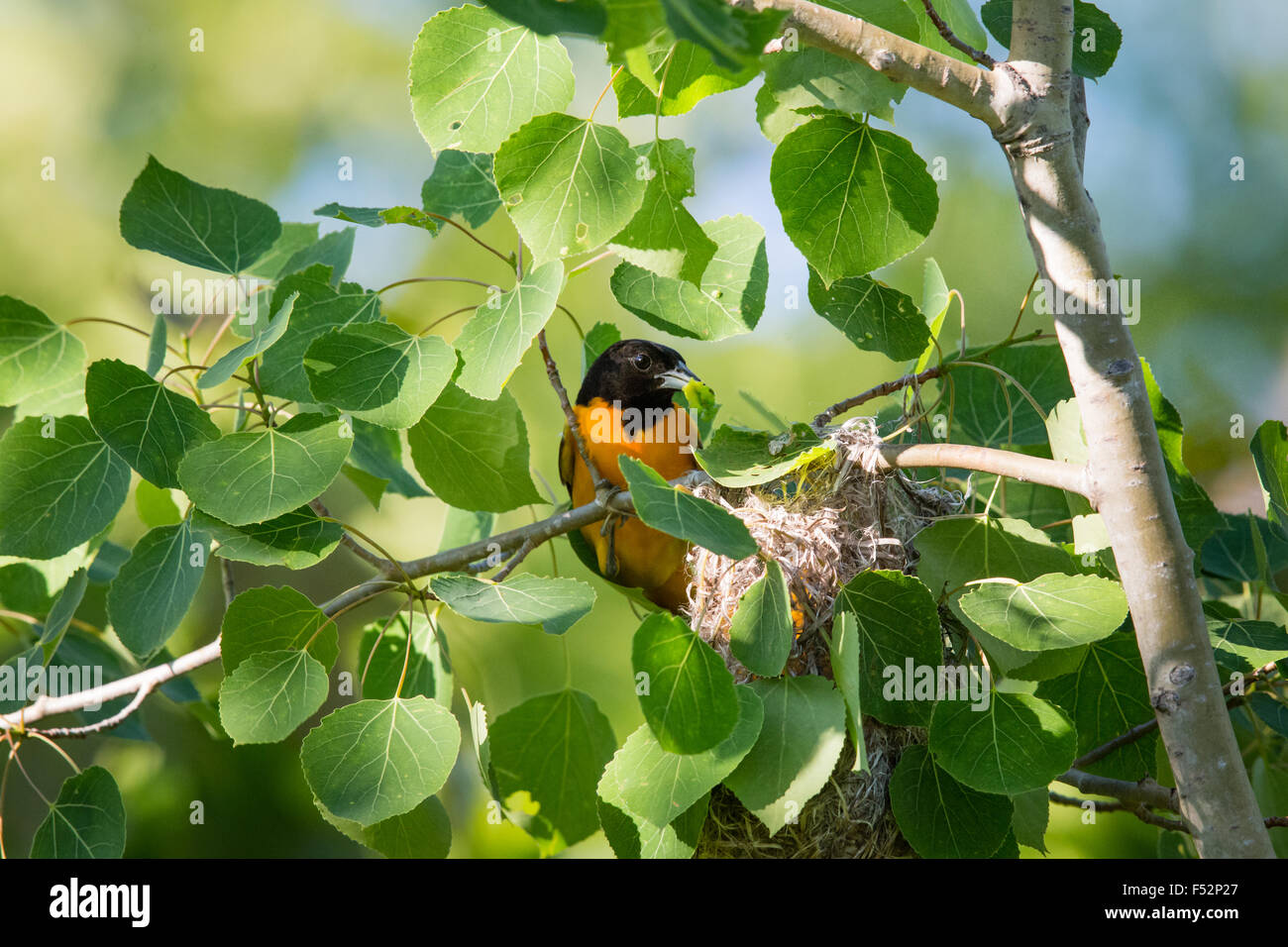 Baltimore oriole - male Stock Photo - Alamy