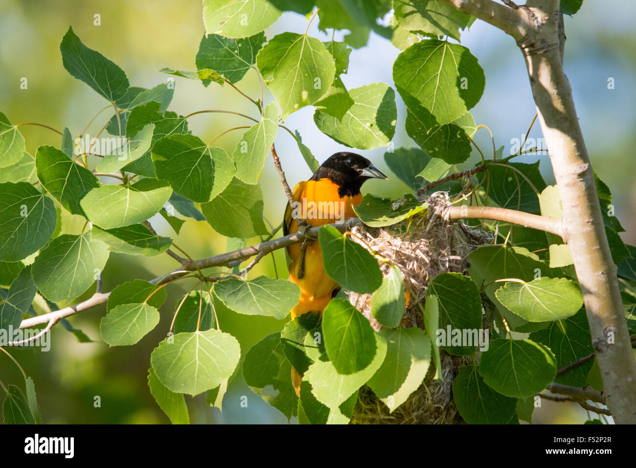 Baltimore oriole icterus galbula male at nest hi-res stock photography ...