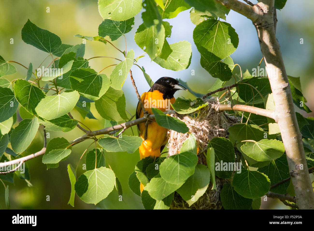 Baltimore oriole nest hi-res stock photography and images - Alamy