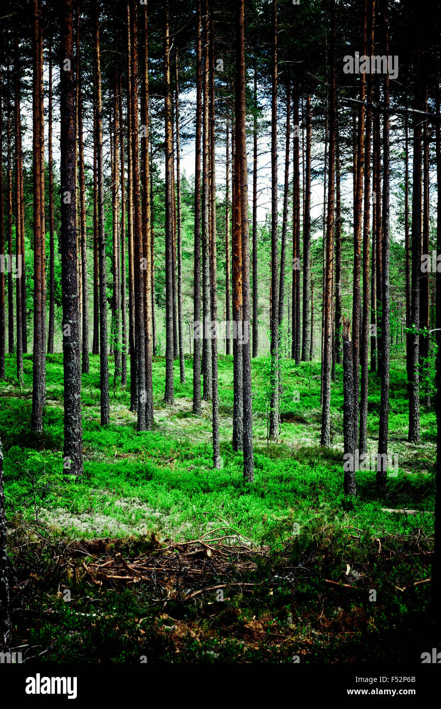 Fir taiga hi-res stock photography and images - Alamy