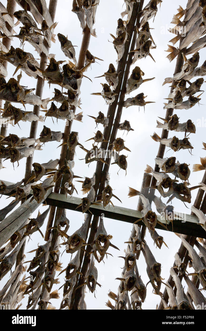 Stockfish while drying Stock Photo - Alamy