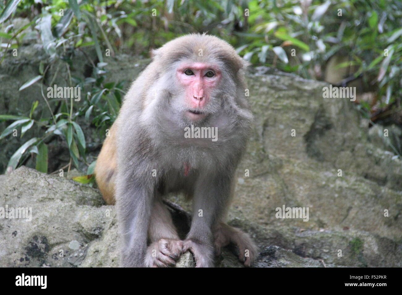 Guilin, Guangxi, CHN. 25th Oct, 2015. Guilin, CHINA - October 25 2015 ...