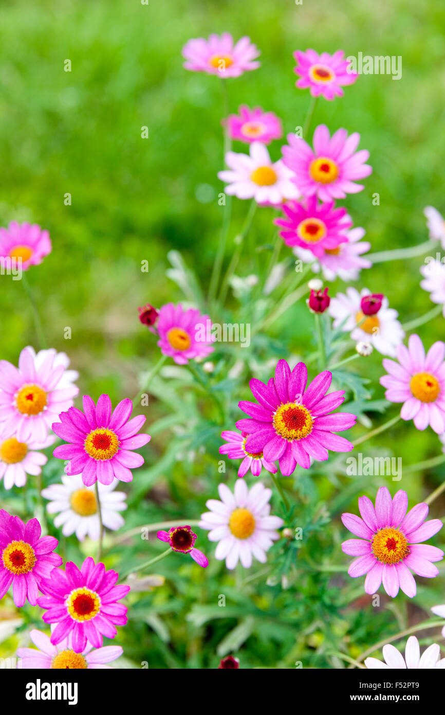 White margarites High Resolution Stock Photography and Images - Alamy