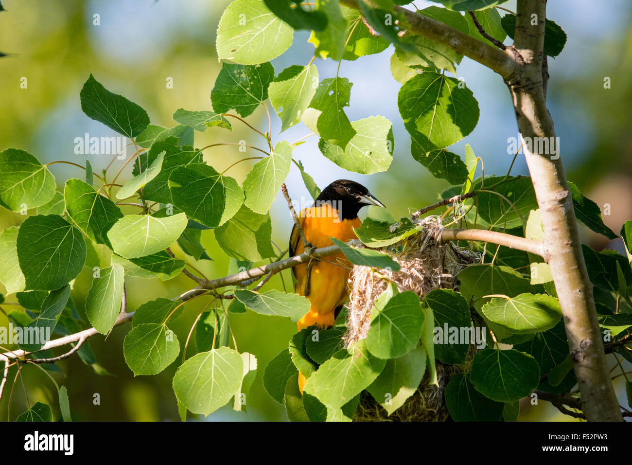 Male baltimore oriole nest hi-res stock photography and images - Alamy