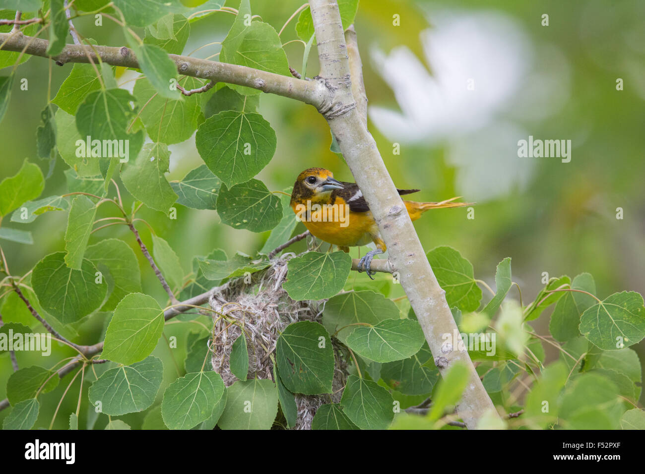 Baltimore oriole female hi-res stock photography and images - Alamy