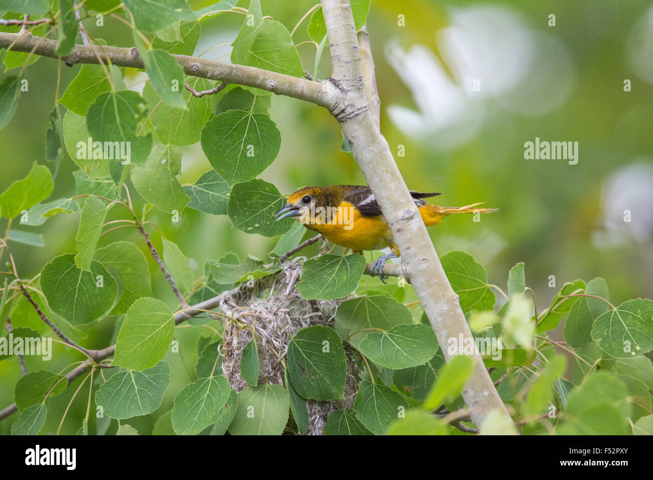 Baltimore oriole female hi-res stock photography and images - Alamy