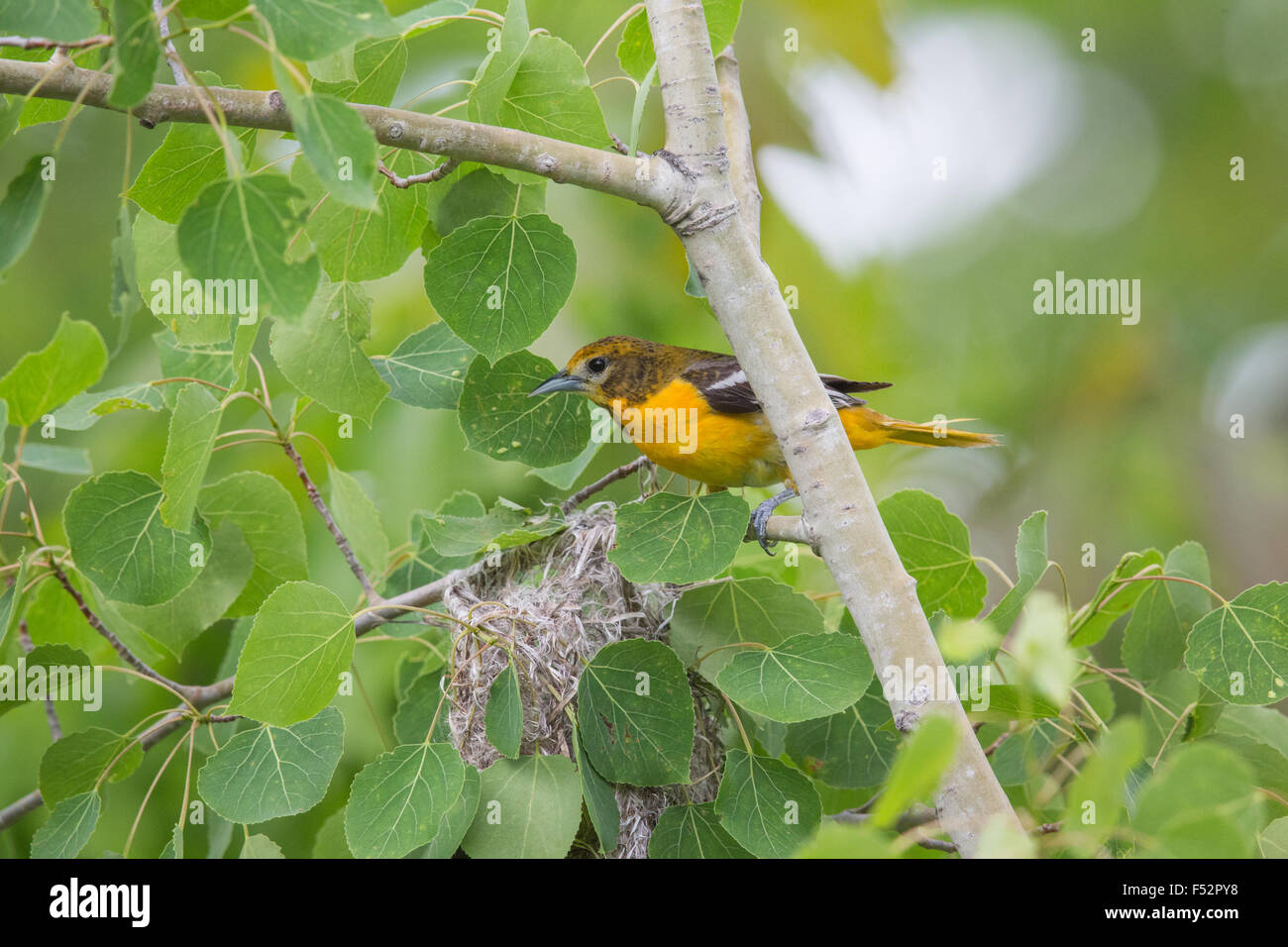 Baltimore oriole female hi-res stock photography and images - Alamy