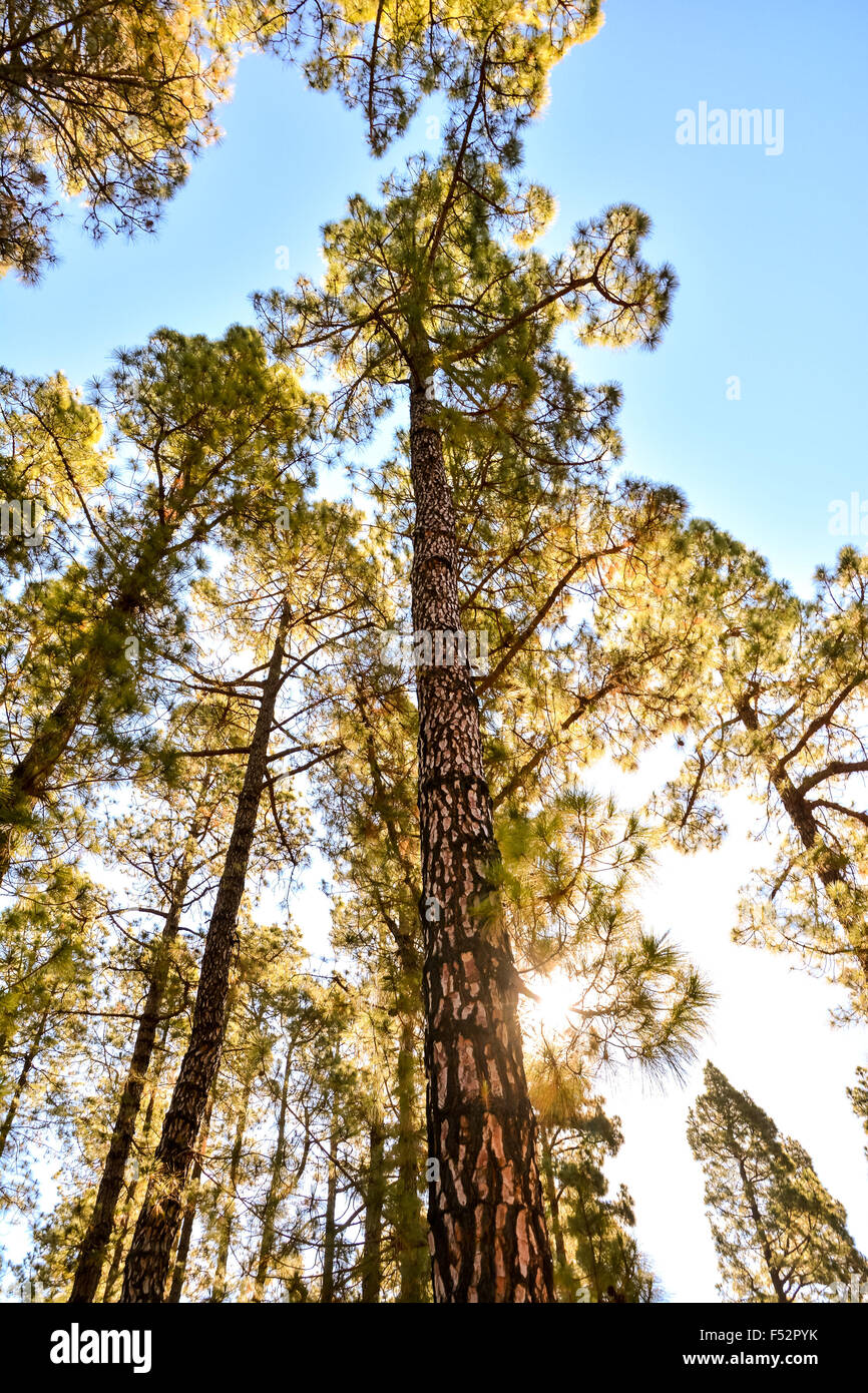 Pine Tree View Stock Photo - Alamy