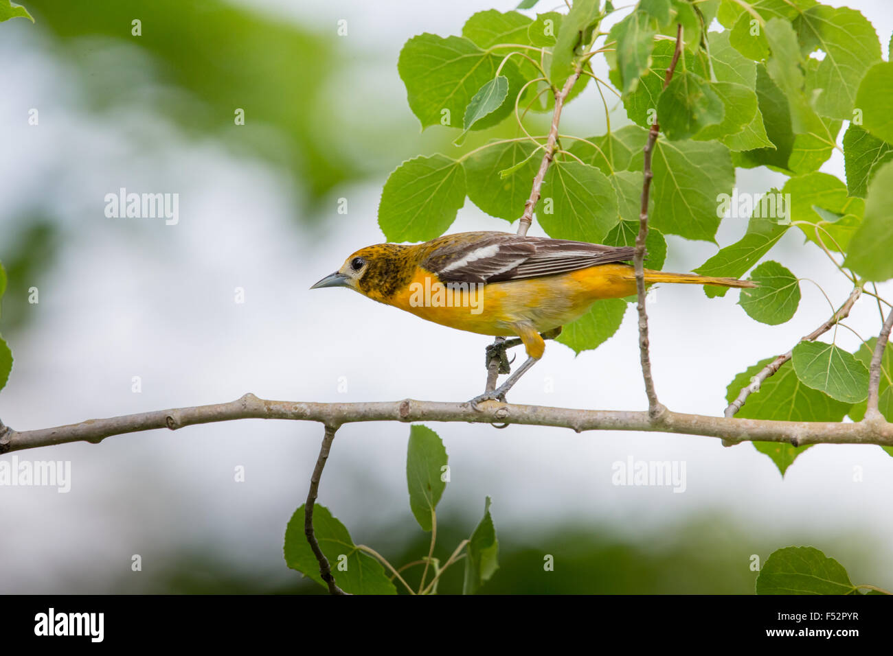 Baltimore oriole wisconsin hi-res stock photography and images - Alamy