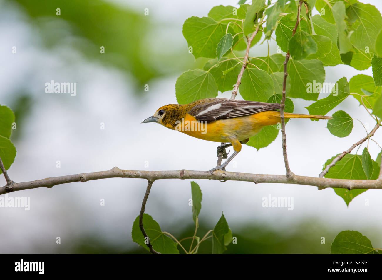 Mature female bird hi-res stock photography and images - Alamy