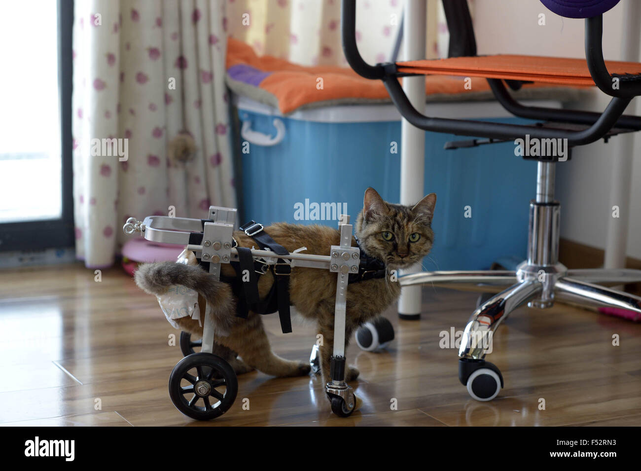 Handicapped cat hi-res stock photography and images - Alamy