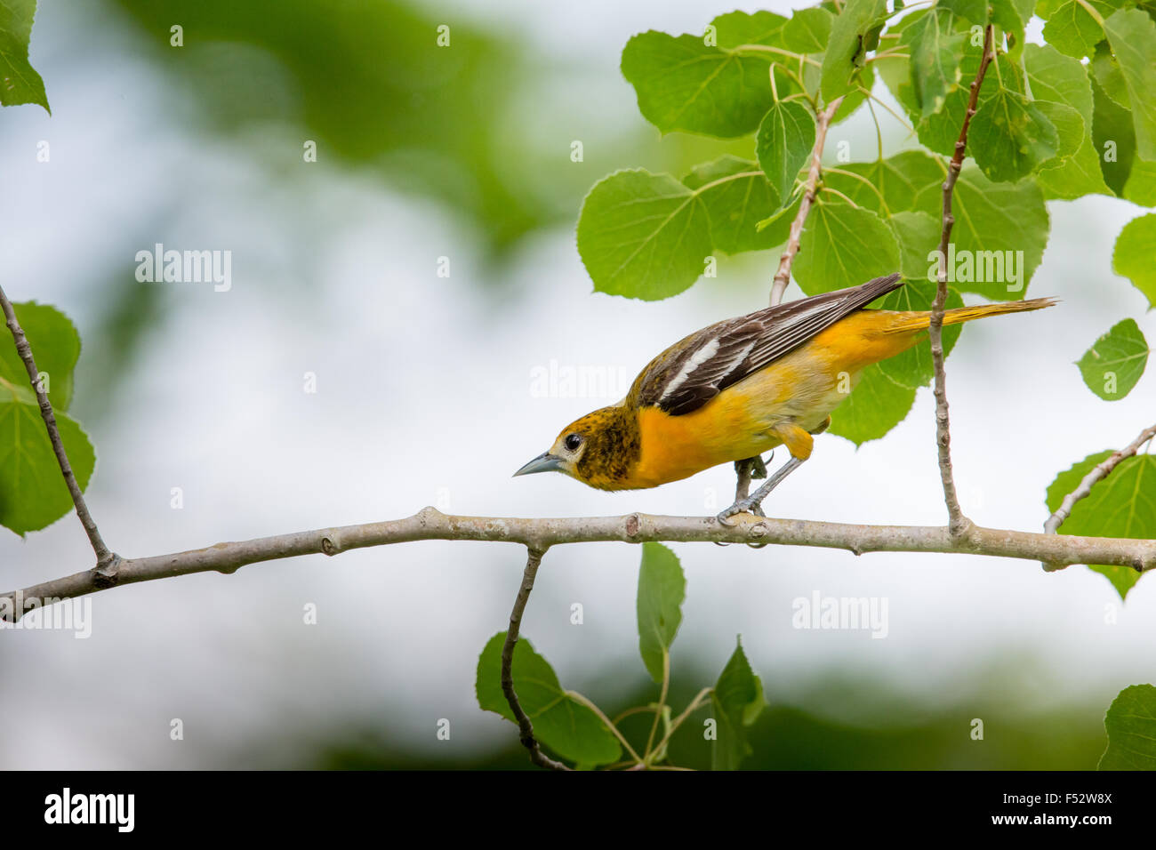 Mature female bird hi-res stock photography and images - Alamy