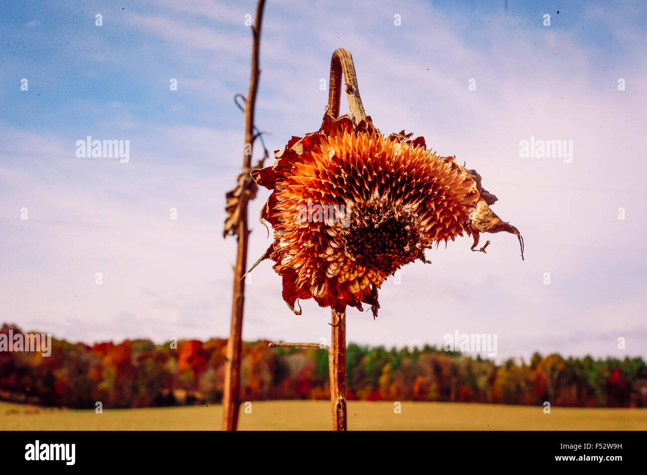 Dead sunflower hi-res stock photography and images - Alamy