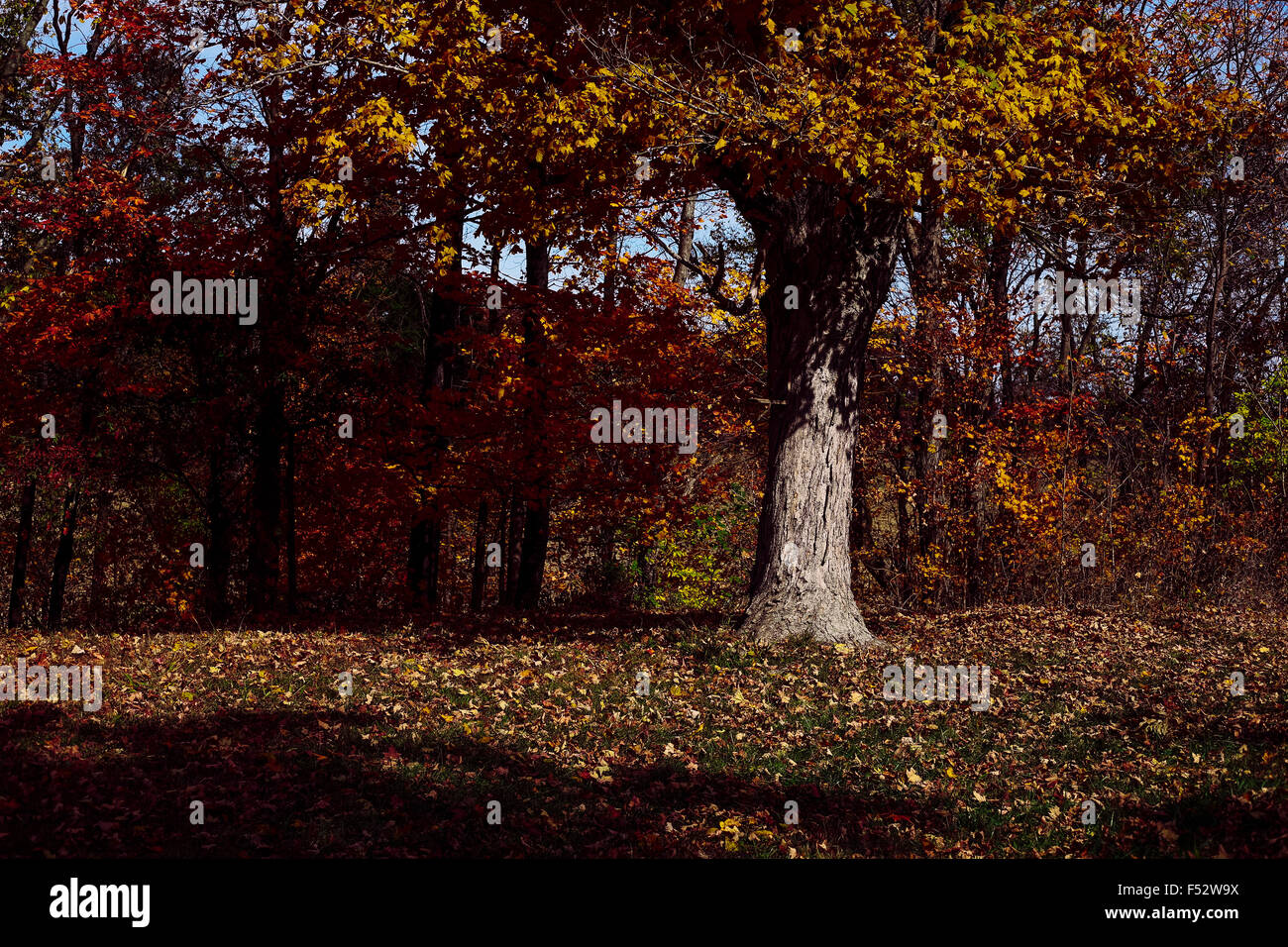 Tree turning fall colors Stock Photo - Alamy