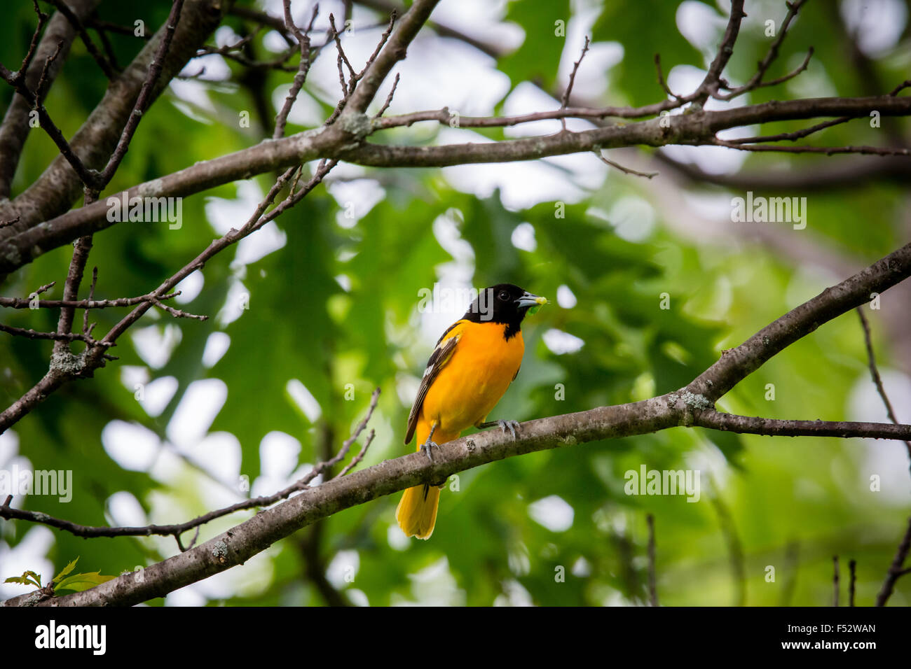 Adult green oriole hi-res stock photography and images - Alamy