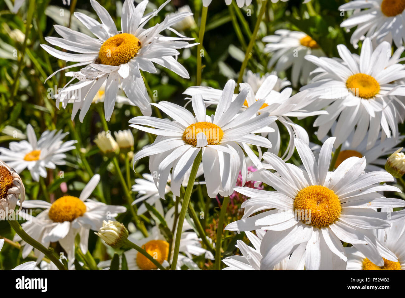Blooming Flower Background Stock Photo - Alamy