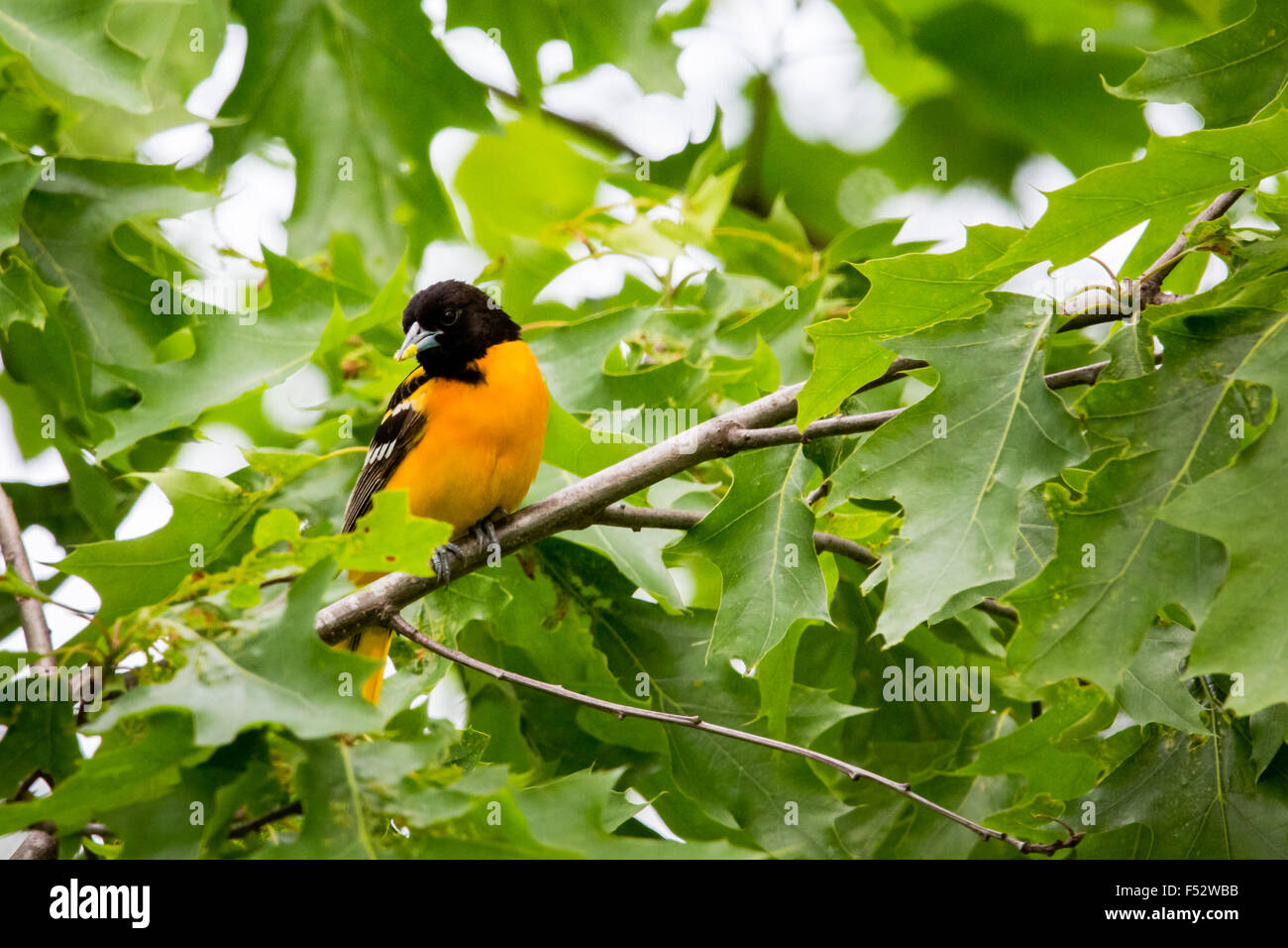 Adult green oriole hi-res stock photography and images - Alamy