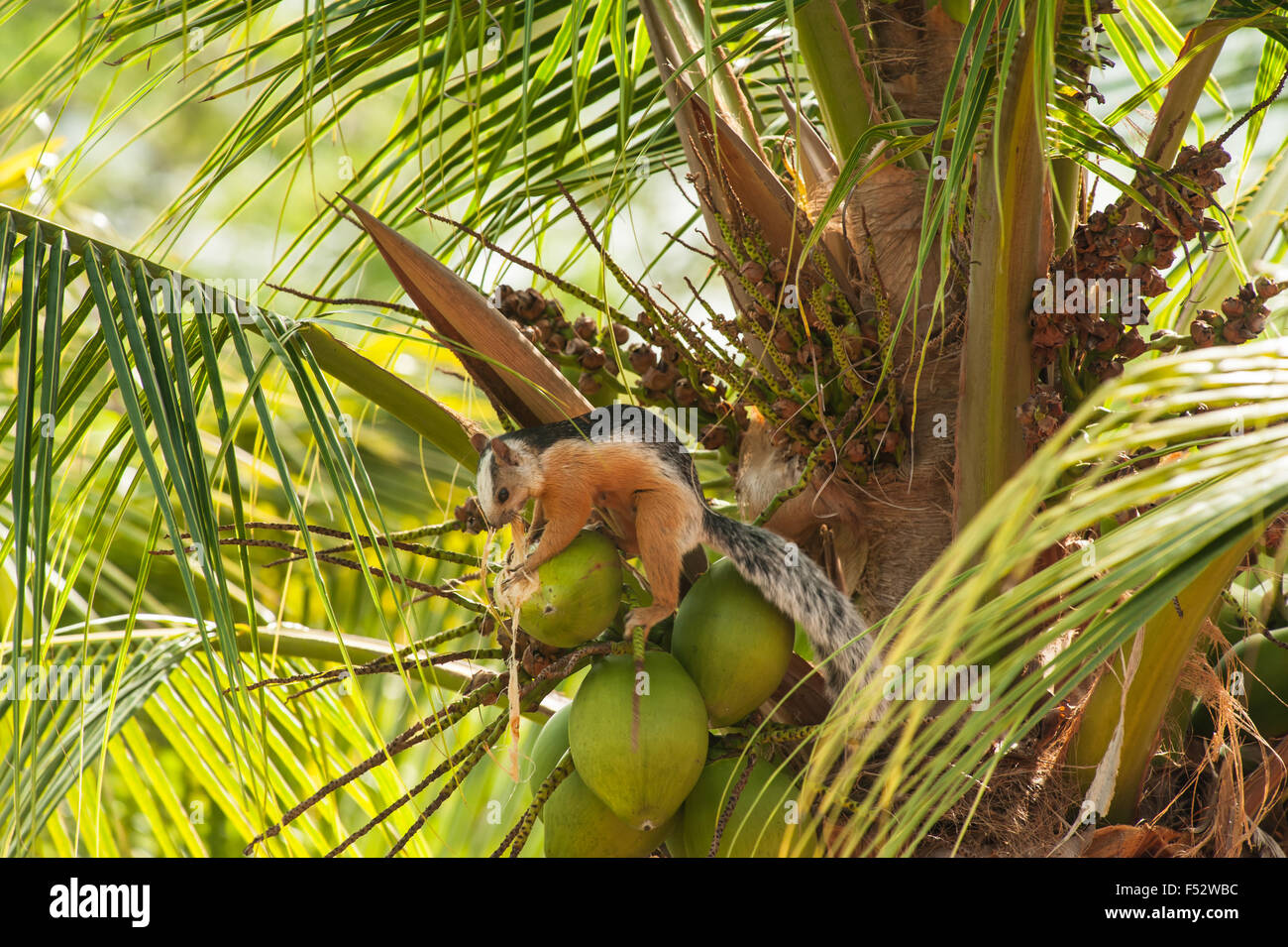 Ripping coconut hi-res stock photography and images - Alamy