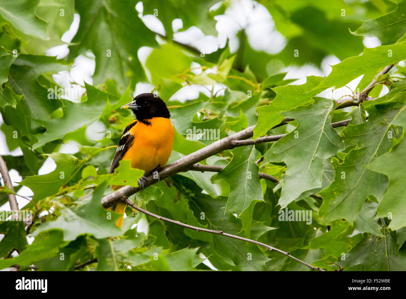Baltimore oriole - male Stock Photo - Alamy