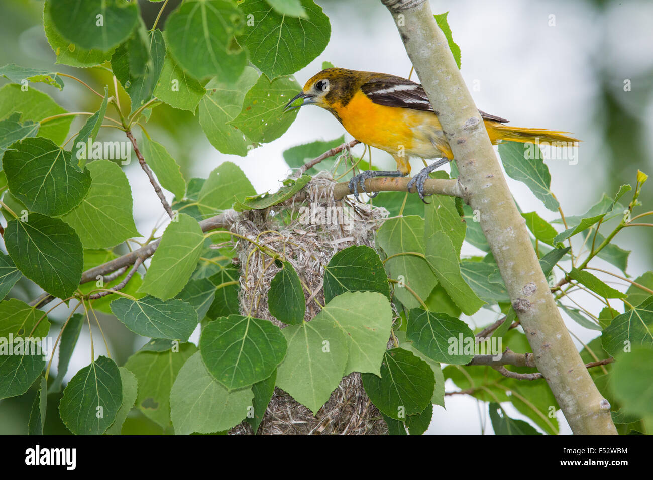 Baltimore Oriole, Bird, Nest, Stock Photos & Baltimore Oriole, Bird ...