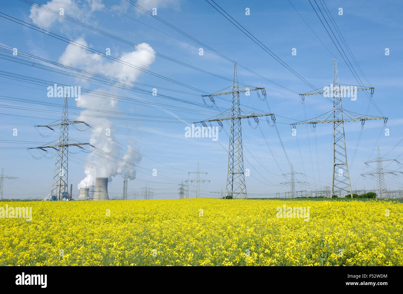 colza field with Electricity pylons and coal power station Neurath ...