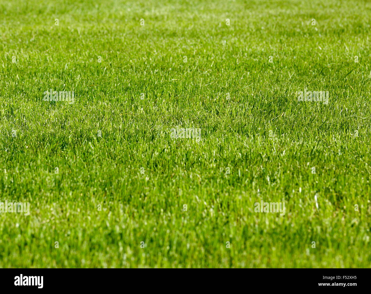 Lawn grass grass turf hi-res stock photography and images - Alamy