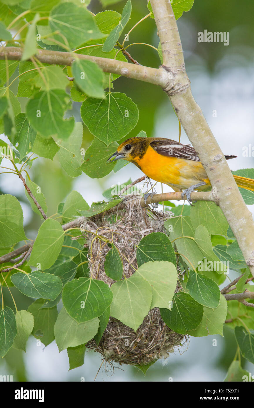 Baltimore oriole nest babies hi-res stock photography and images - Alamy