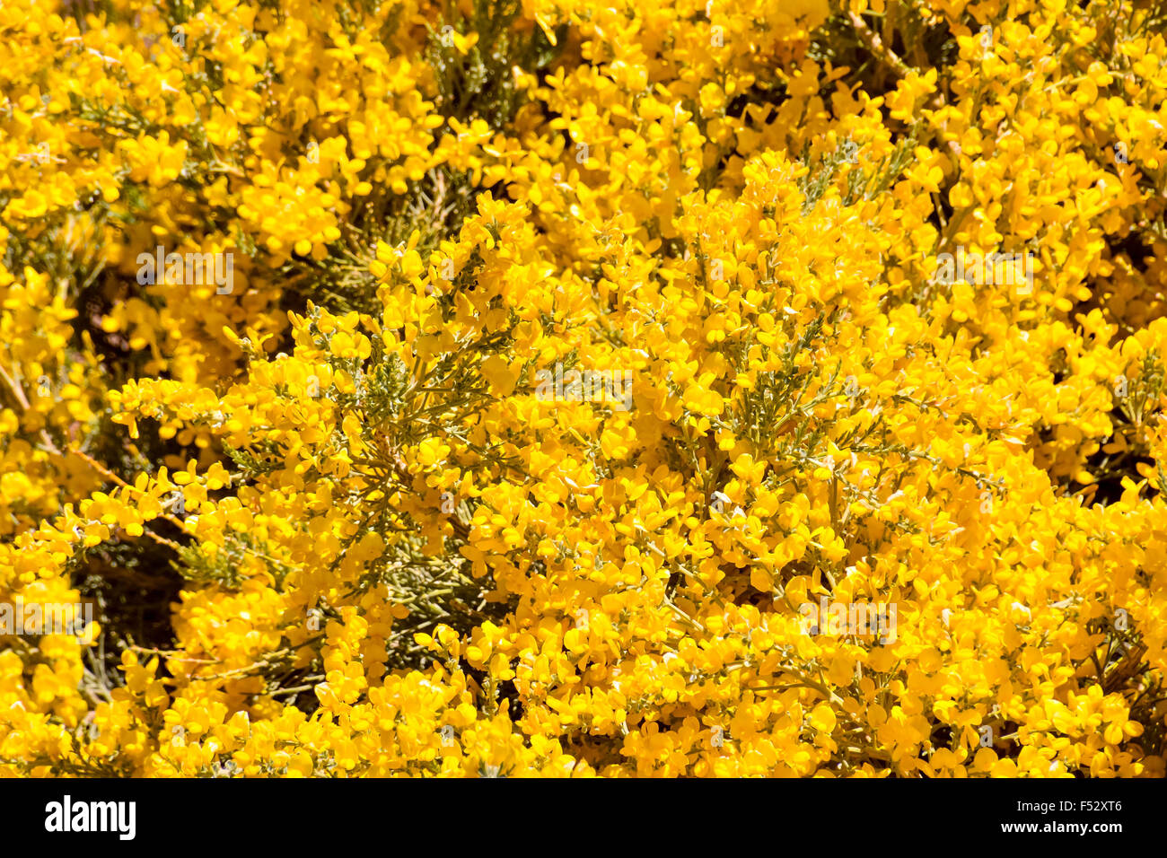 Blooming Flower Background Stock Photo - Alamy