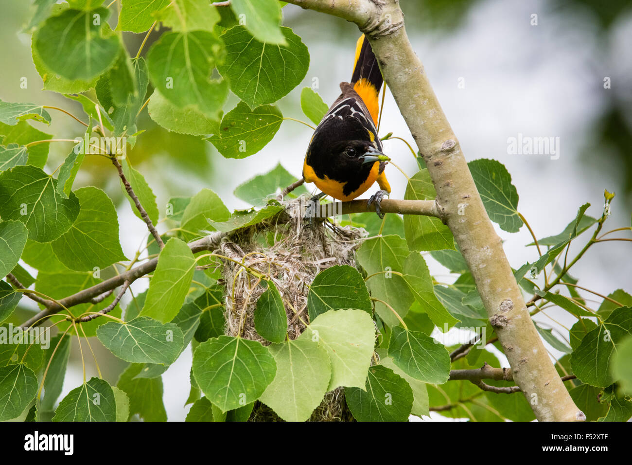 Baltimore oriole - male Stock Photo - Alamy