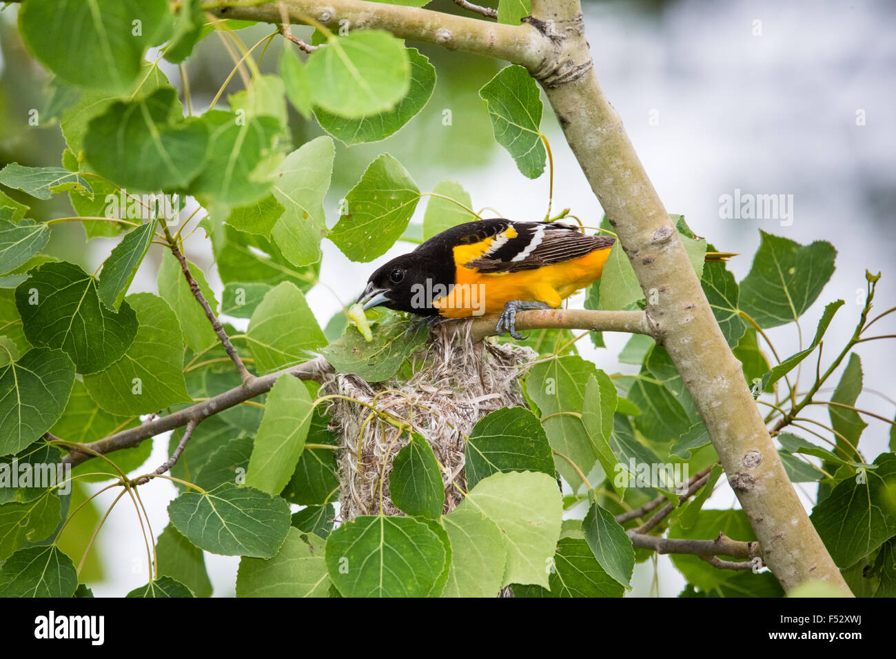 Baltimore oriole - male Stock Photo - Alamy